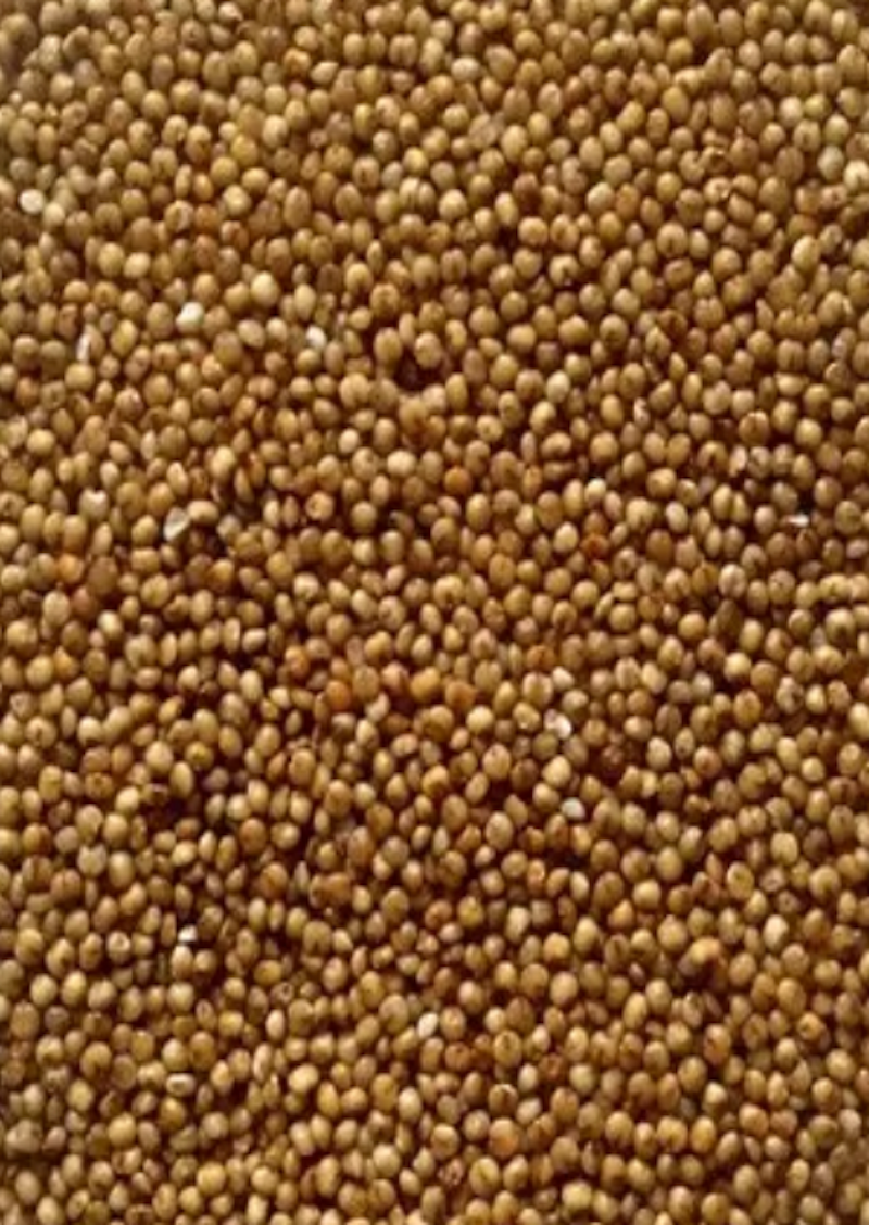 KATHMANDU Millet Whole (Kodo) 1kg – IndianMarket