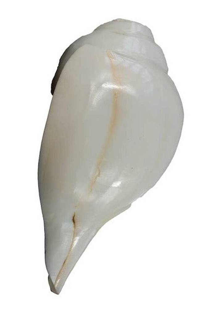 Shankha Shell Big – IndianMarket